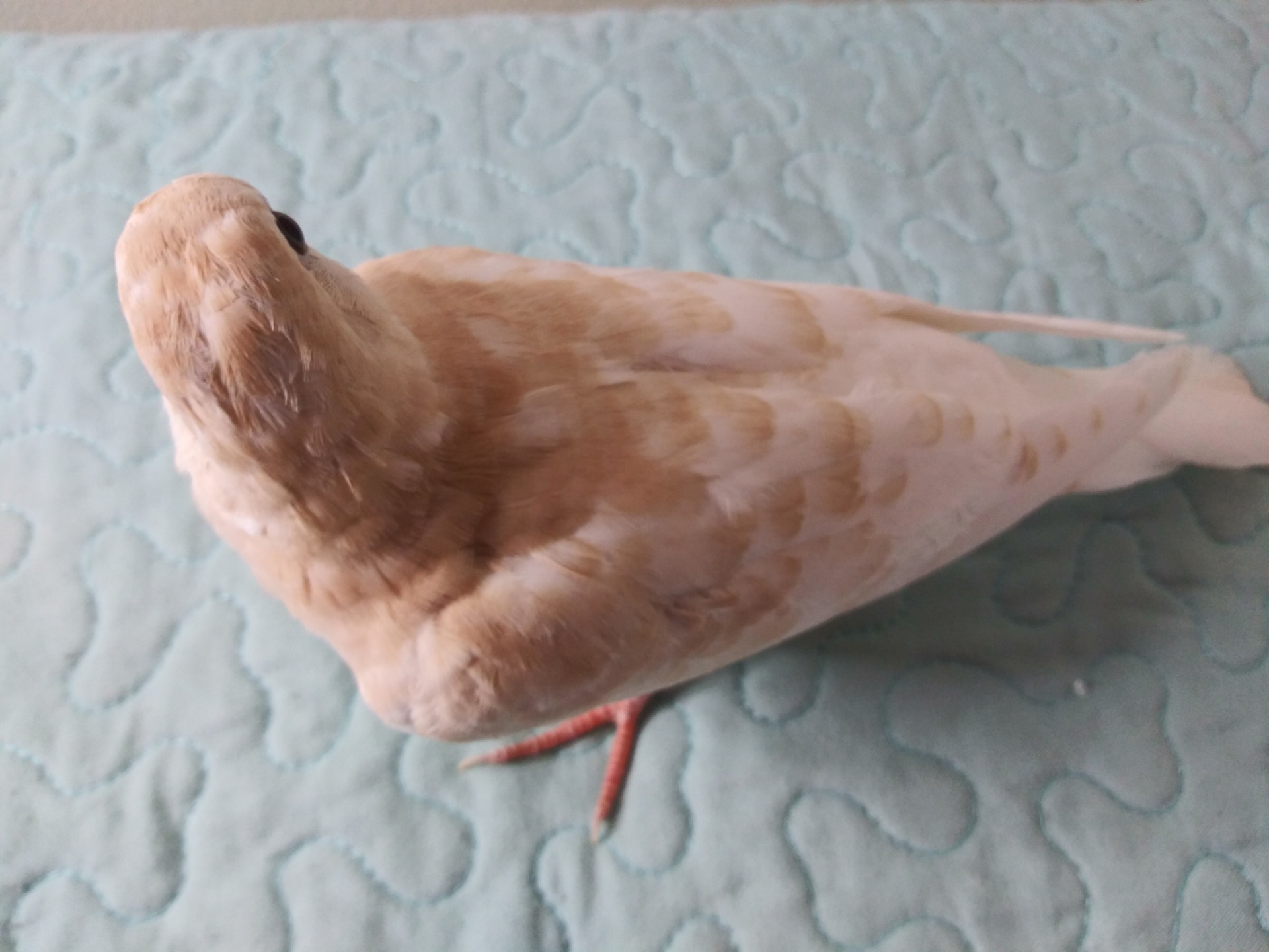 The Peach Ringneck Dove for Sale - Doves World™