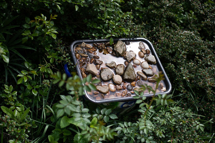 Na léto připravte pítka pro ptáky, hmyz, ježky... :: KbelikVody