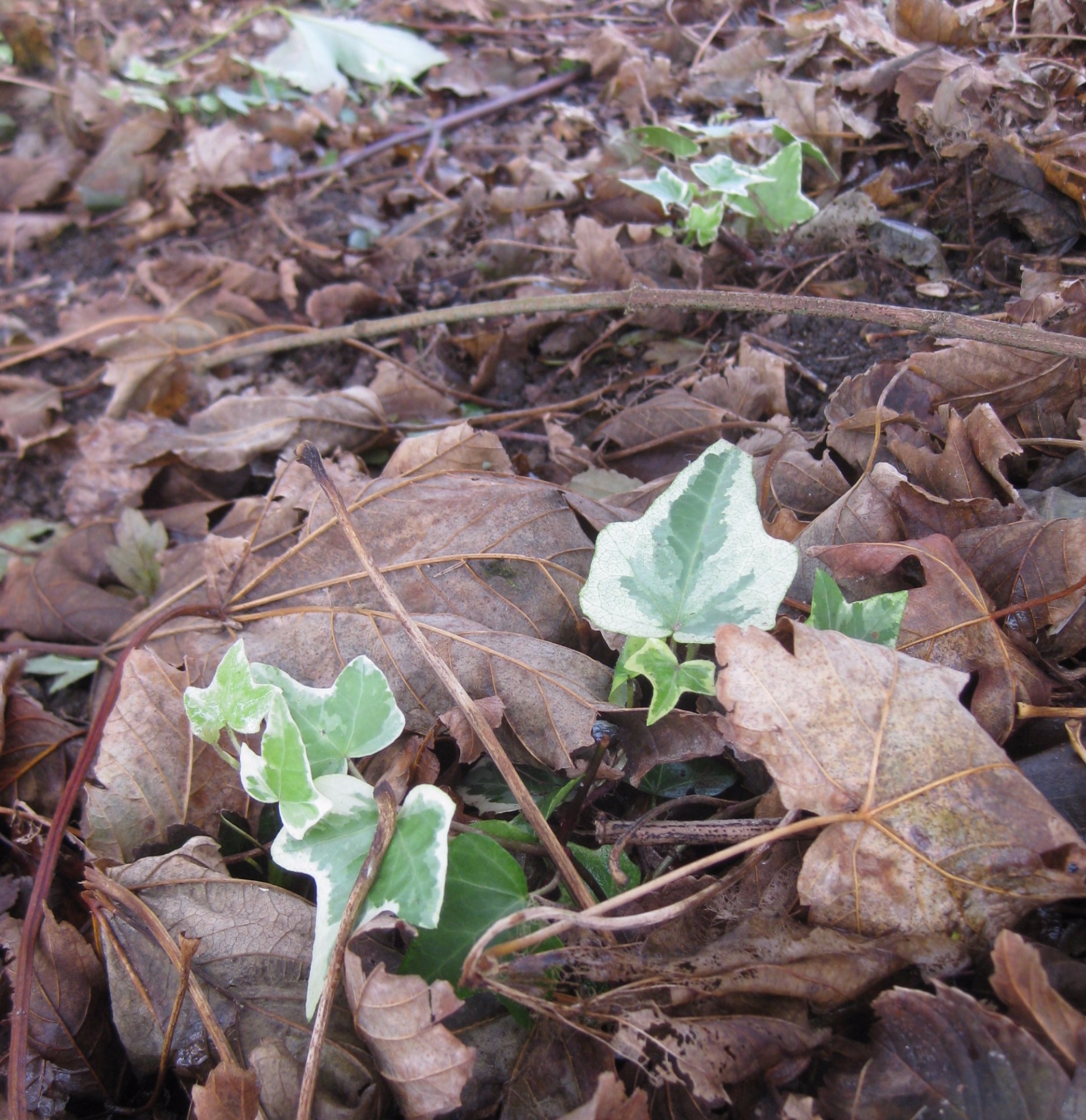 Almindelig Vedbend (Hedera helix - Efeu)