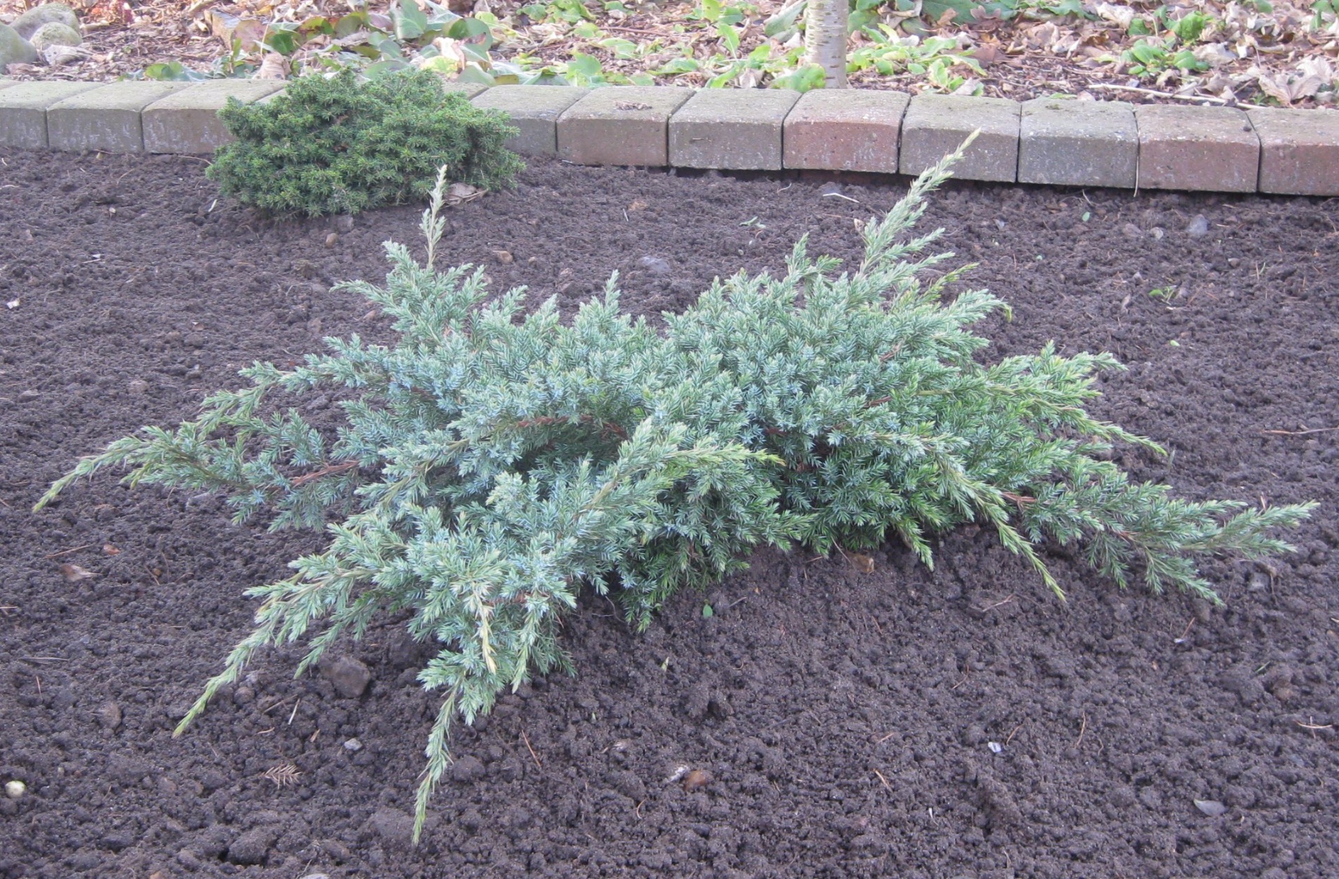 Krybende enebær (Juniperus Squamata “Holger”)