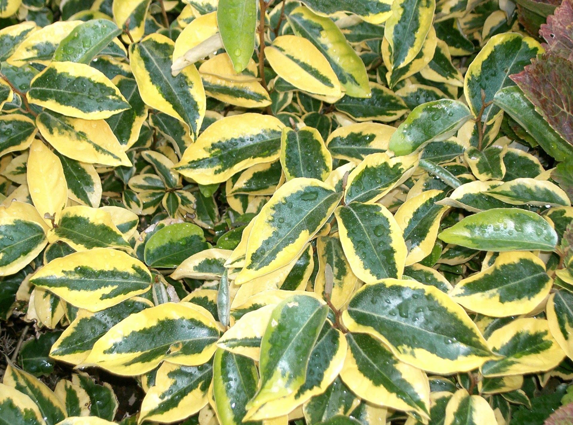 Eleagnus ebbingei maculata aurea