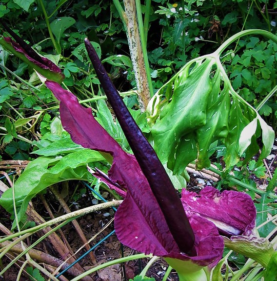 Dracunlus vulgaris/ Plante-dragon