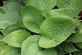 Hosta T-Rex (Hosta géant) :: Greenarea1