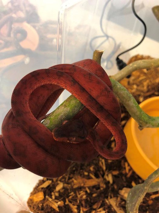 Hagetreboa :: Mlreptiles-no