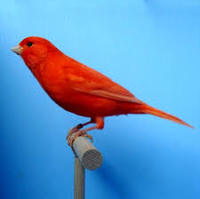 canaris LIPOCHROME , Canaris MELANINES