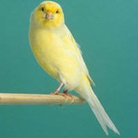 les canaris de Posture , forme et à dessin