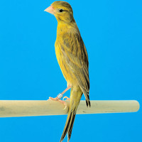 les canaris de Posture , forme et à dessin