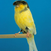 les canaris de Posture , forme et à dessin