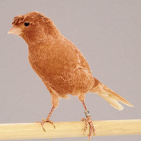 les canaris de Posture , forme et à dessin