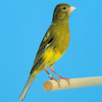 les canaris de Posture , forme et à dessin