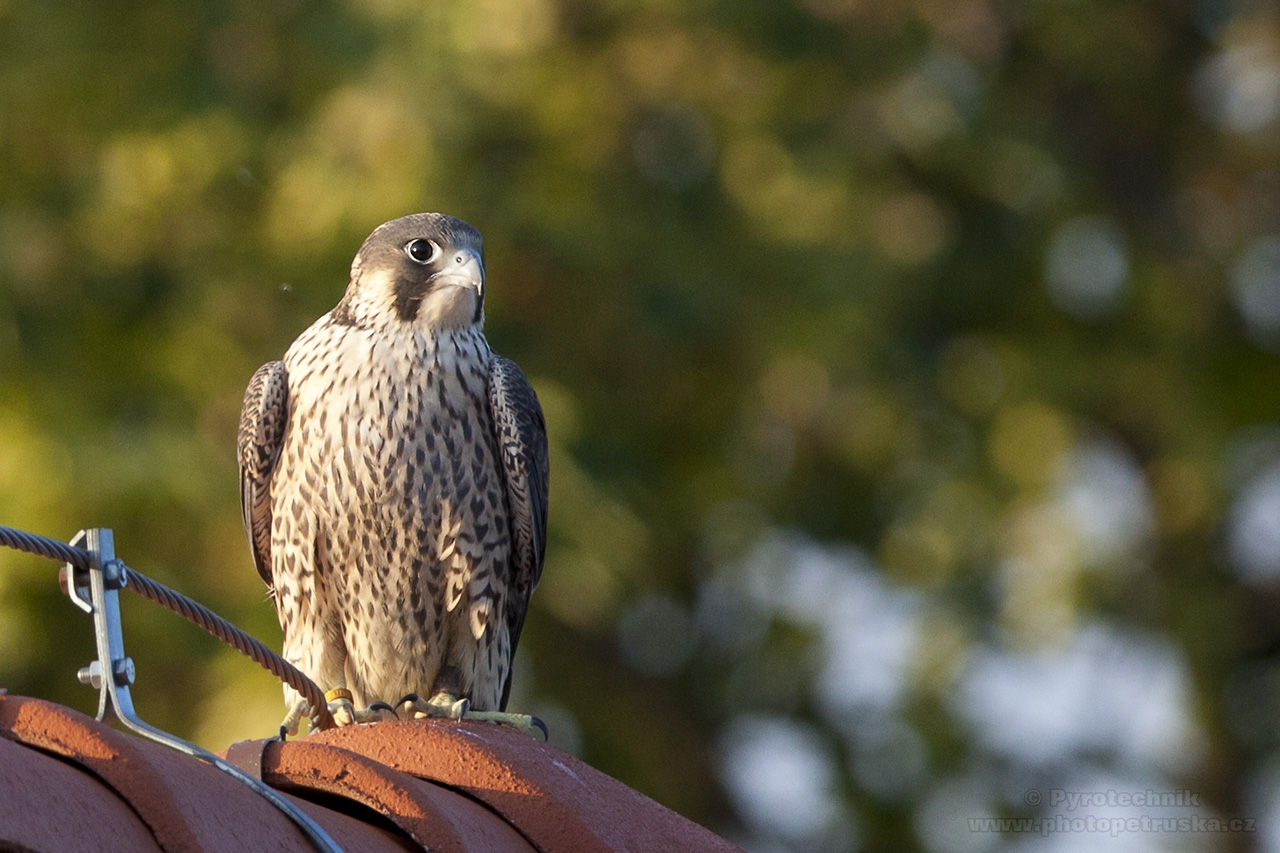 Wild Hacking :: Rado Falcons - Peregrine Falcons Breeder