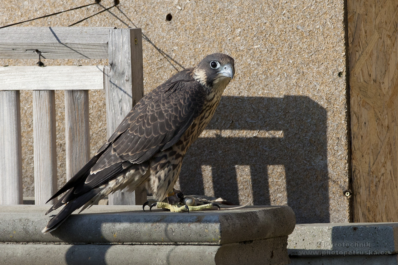 Wild Hacking :: Rado Falcons - Peregrine Falcons Breeder