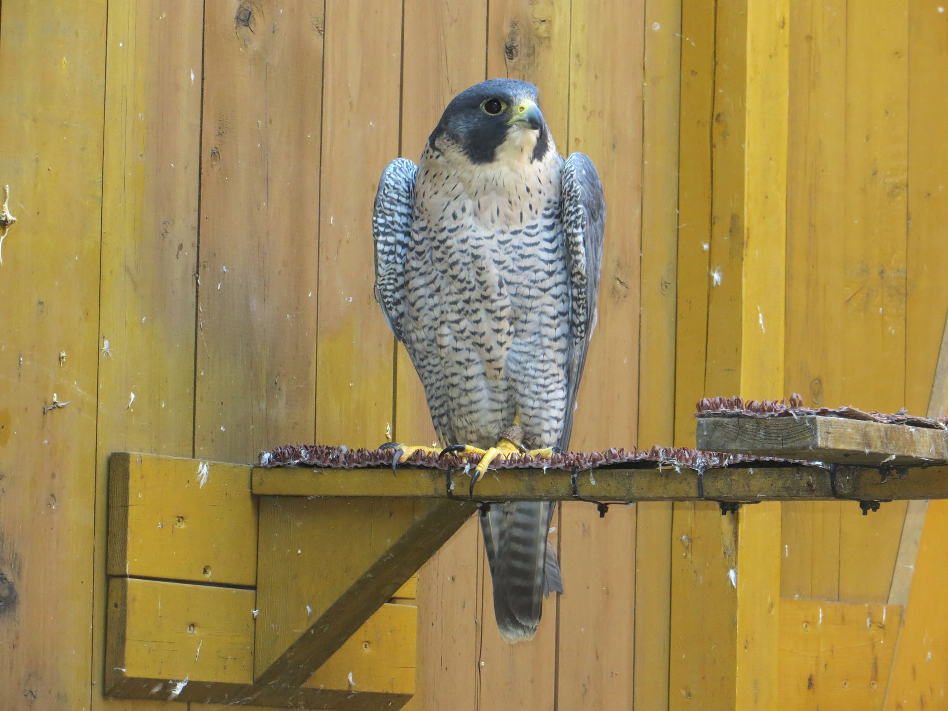 Falcons :: Rado Falcons - Peregrine Falcons Breeder