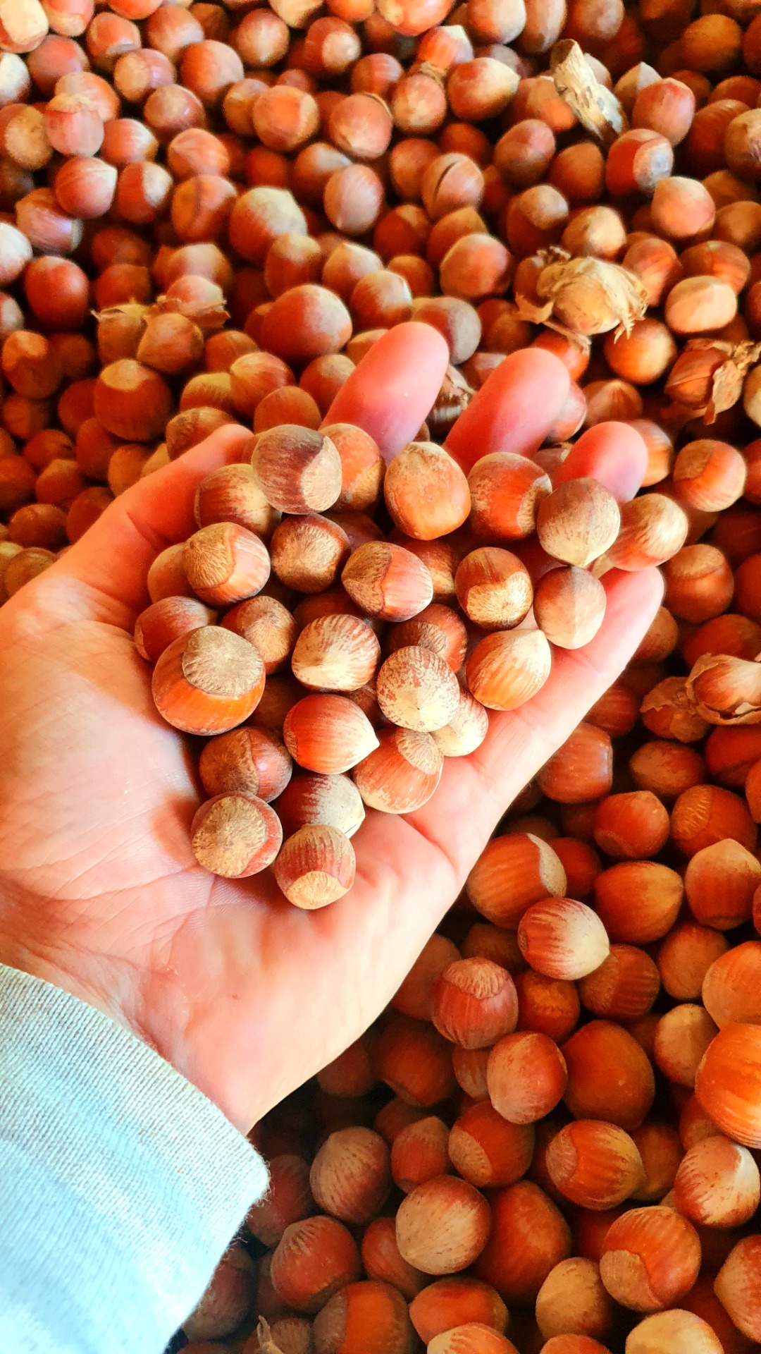 Le choix des variétés de noix